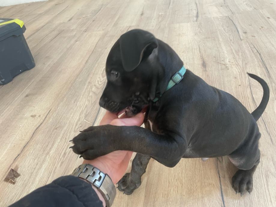 Mladički mešančki Doberman, Blue nose Stafford