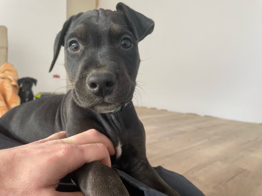 Mladički mešančki Doberman, Blue nose Stafford