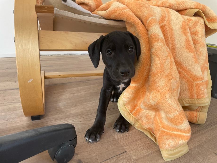 Mladički mešančki Doberman, Blue nose Stafford