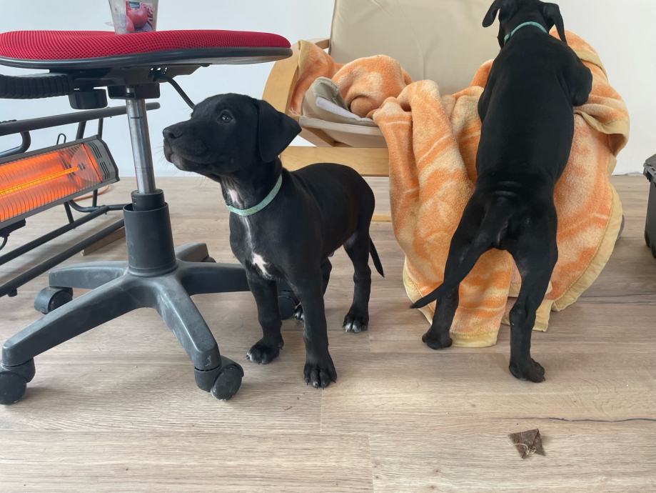 Mladički mešančki Doberman, Blue nose Stafford