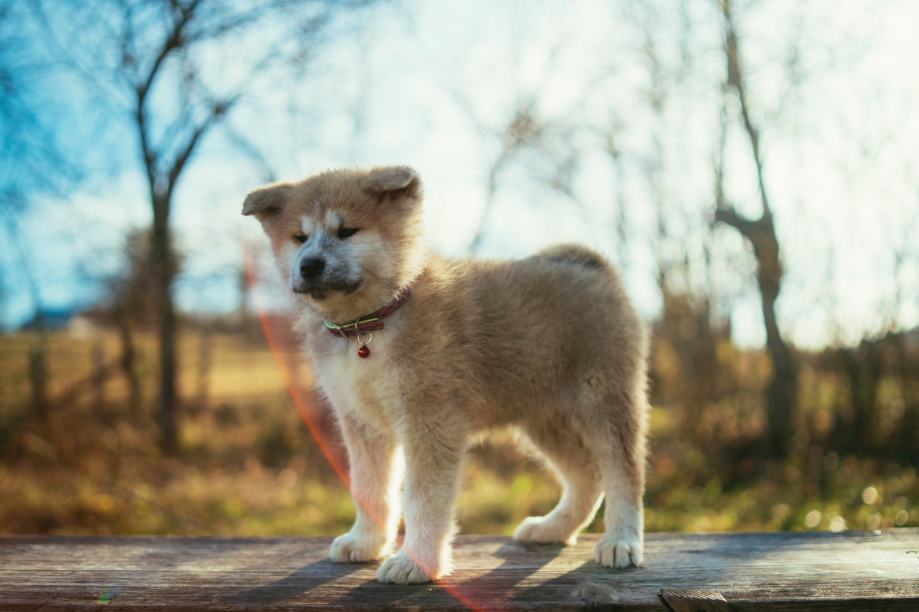 Mladički Japonske Akite