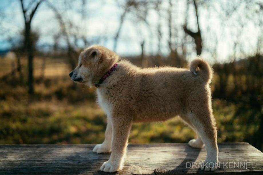 Mladički Japonske Akite
