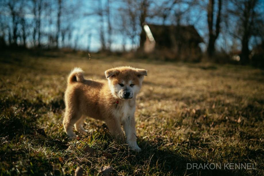 Mladički Japonske Akite