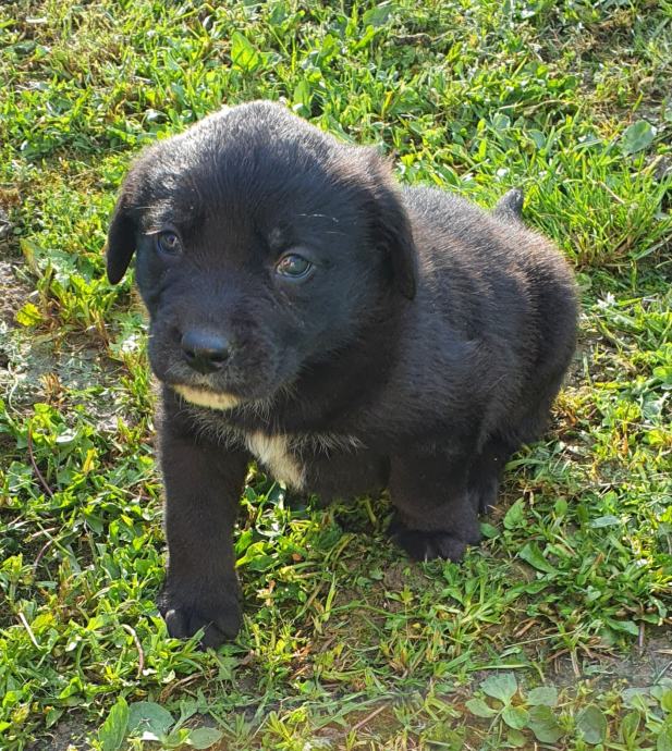 Mladički Labradorčki