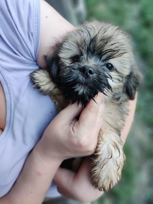 Mladički Lhasa Apsa