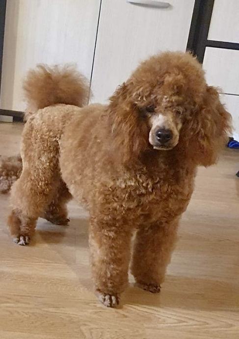 Pudelj/Poodle mladički - DOSTAVA