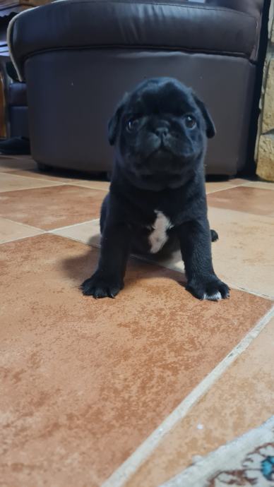 MOPS - mladicki za prodajo