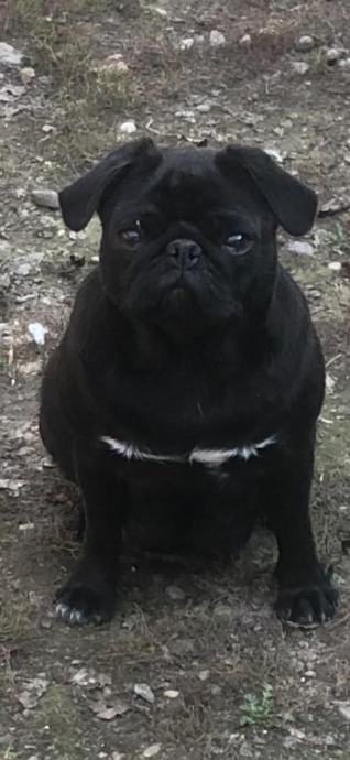 MOPS - mladicki za prodajo