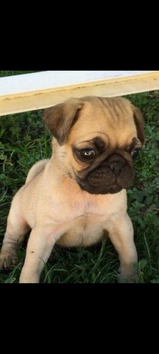 MOPS - MLADICKI ZA PRODAJO