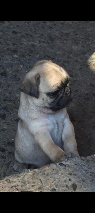 MOPS - MLADICKI ZA PRODAJO