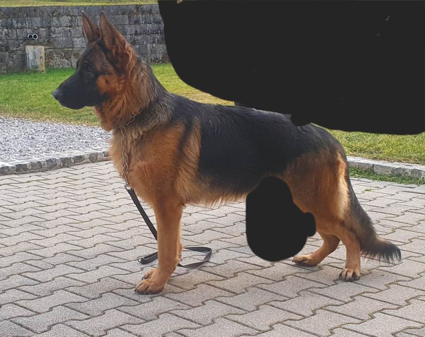 NEMSKA OVCARKA