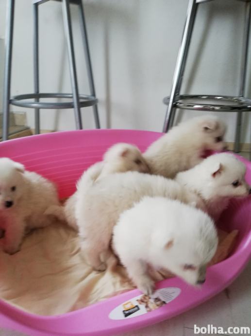 Nemška mala špica, beli dolgodlaki psi