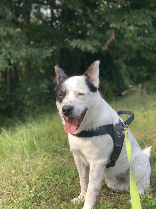 Paritev - Australian Cattle Dog - Avstralski Govedar