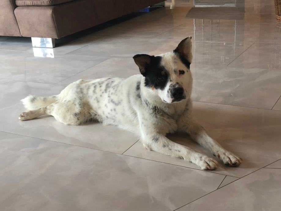 Paritev - Australian Cattle Dog - Avstralski Govedar
