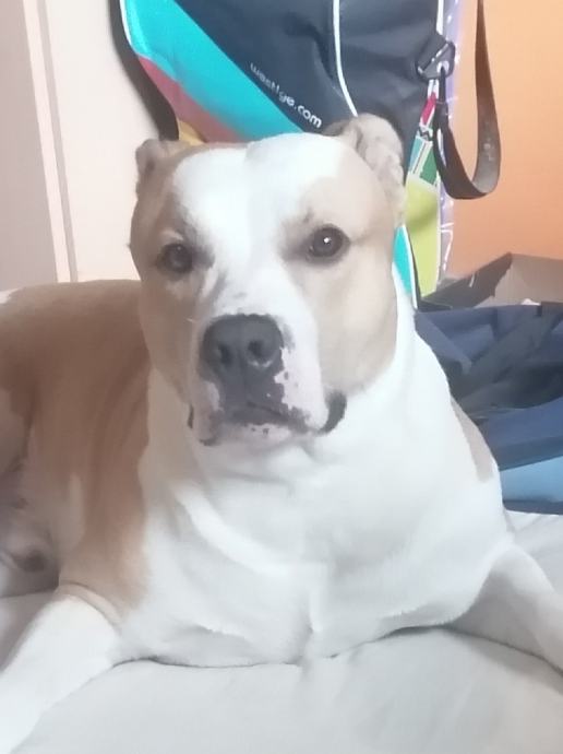 PARITEV....Čistokrvni ameriški pit bull terier za parjenje