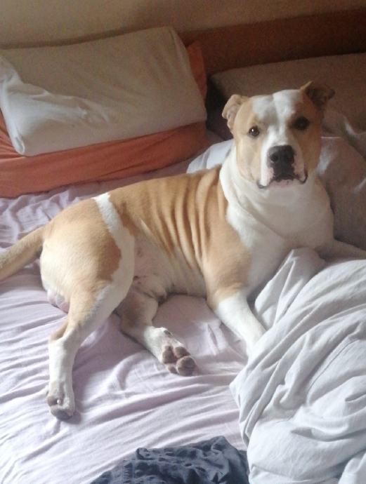 PARITEV....Čistokrvni ameriški pit bull terier za parjenje