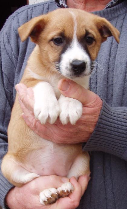 PARSON RUSSELL TERRIER