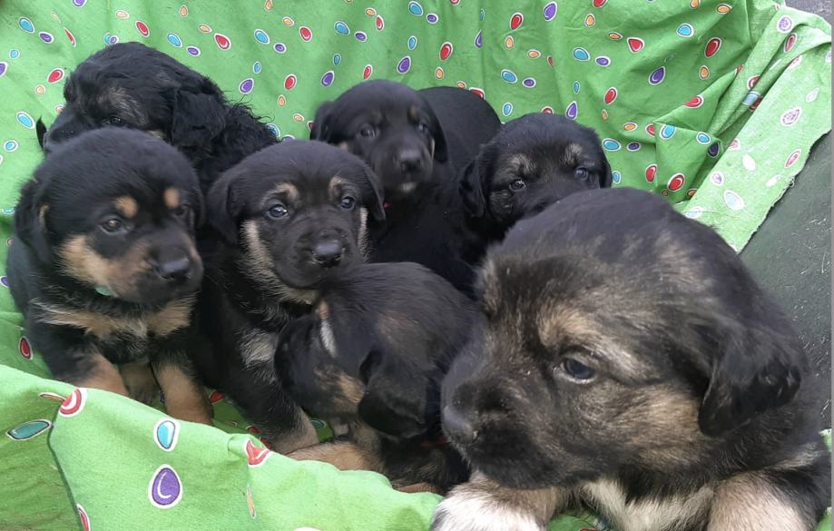 Pasji mladiči mešančki (psičke)