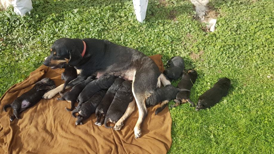 Pasji mladiči mešančki (psičke)