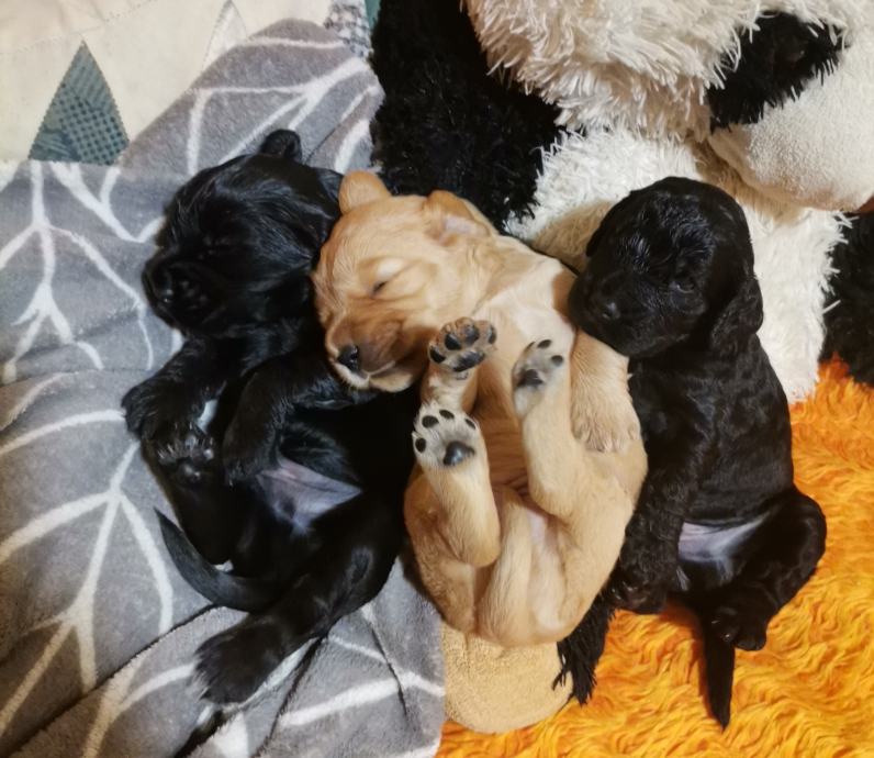 Pasji mladički, Koker španjel mladički