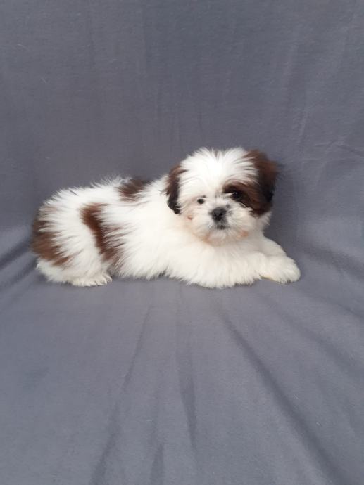Shi Tzu, shi tzu, shih Tzu, šicu štenci prodaja