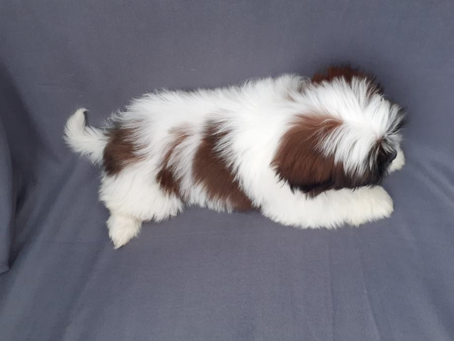 Shi Tzu, shi tzu, shih Tzu, šicu štenci prodaja