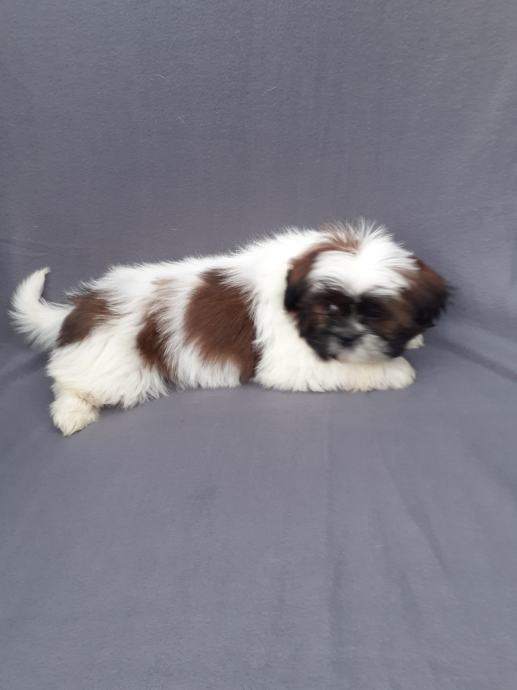 Shi Tzu, shi tzu, shih Tzu, šicu štenci prodaja