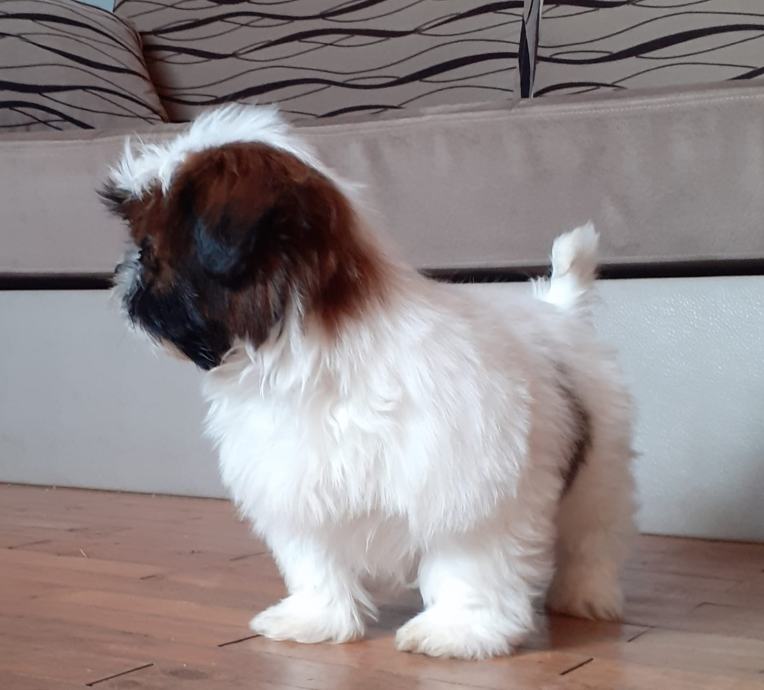 Shi Tzu, shi tzu, shih Tzu, šicu štenci prodaja