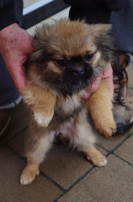 pekinezer mini