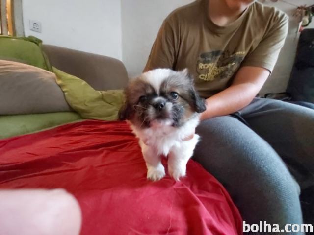 Pekinezer ,Pekinčan, Pekinžan