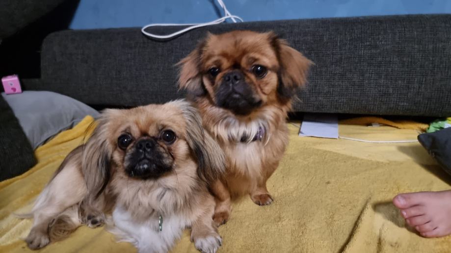 Čistokrvni pekinezer , pekinžan