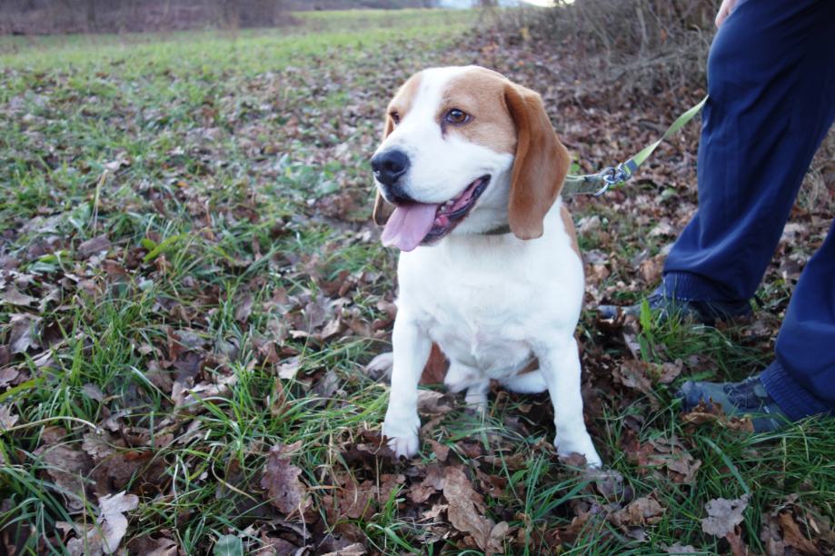 Pes Beagle samec