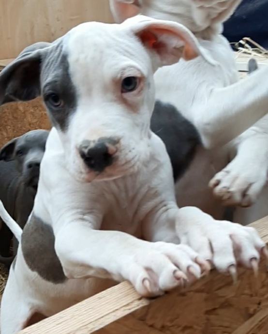Pit bull - blue nose