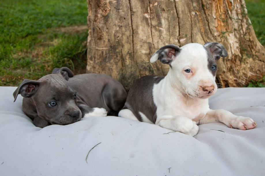 Pit bull - blue nose