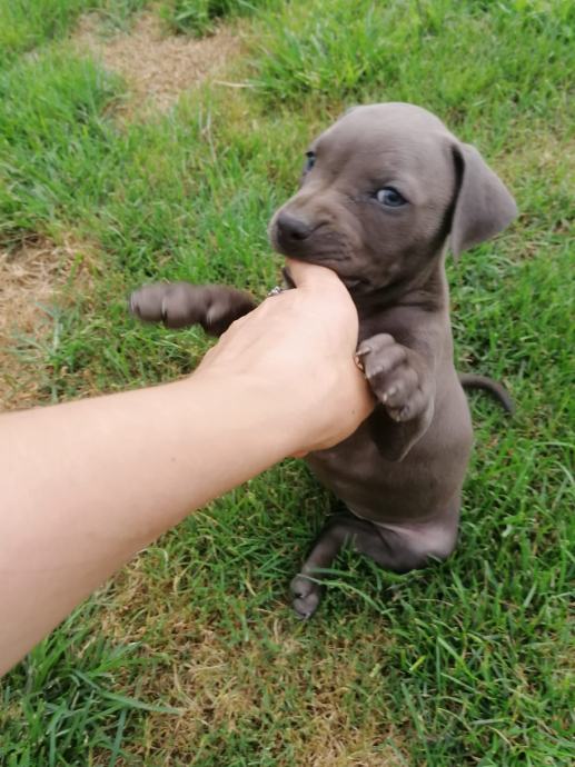 Pit bull blu nose