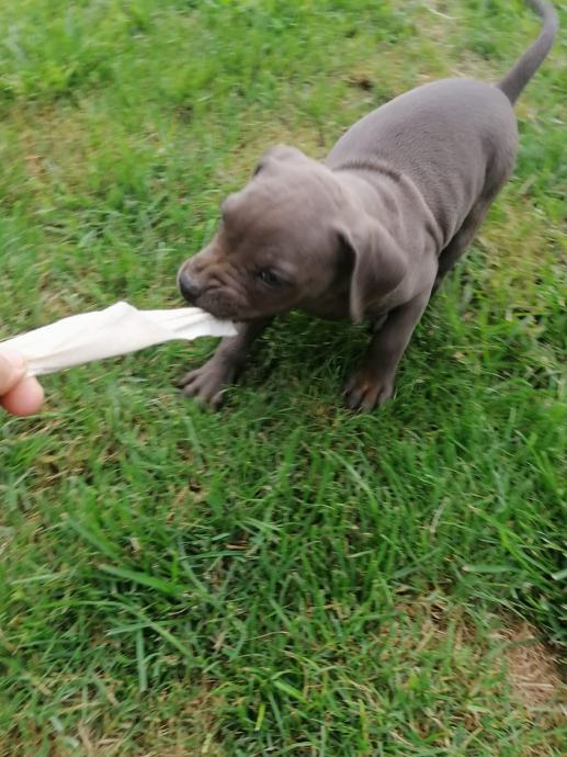Pit bull blu nose