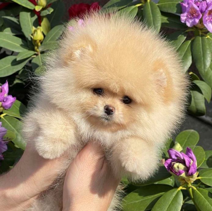 Pomeranac Boo