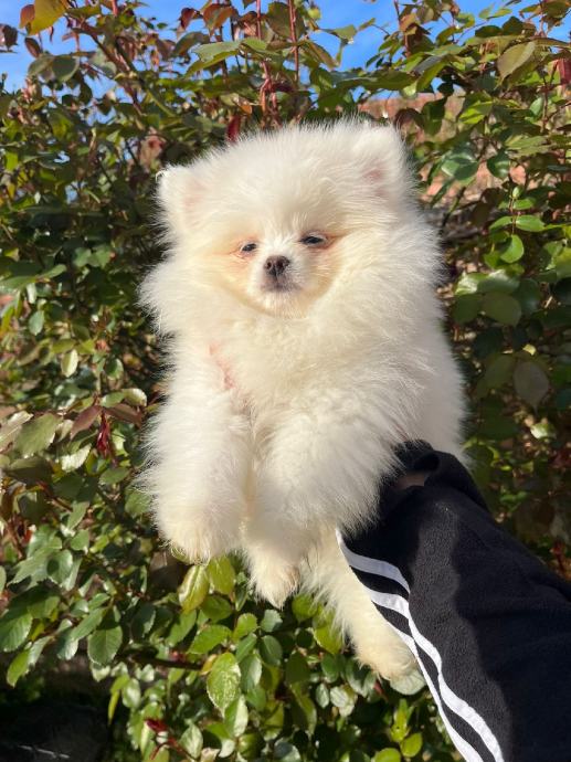 Pomeranac Mini