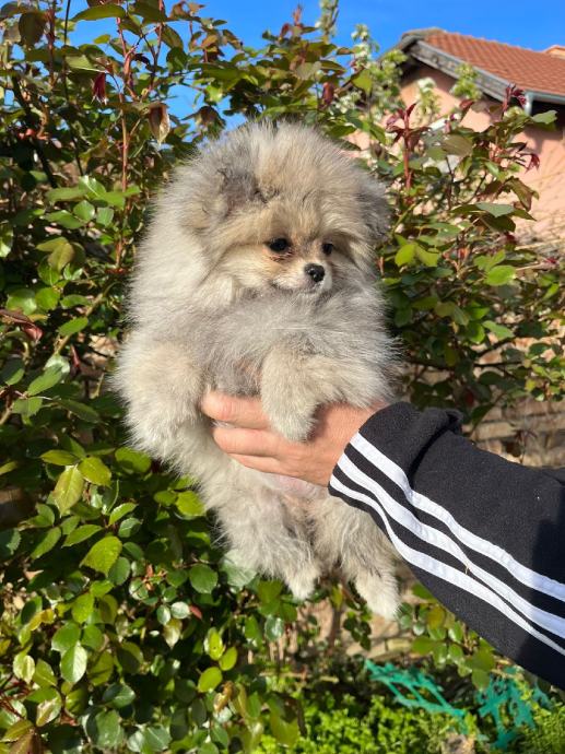 Pomeranac Mini