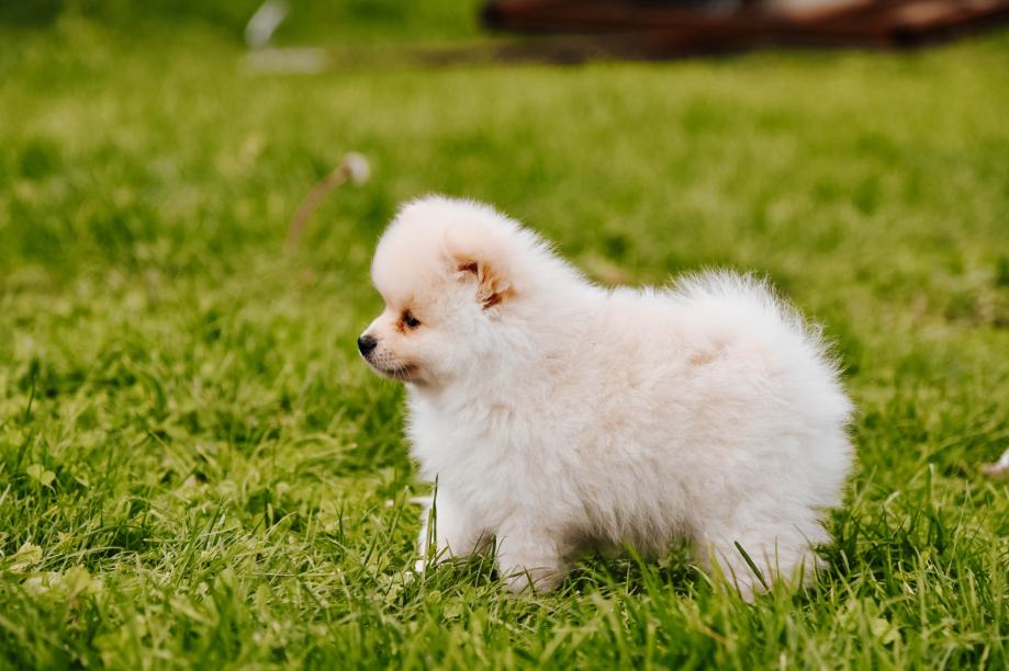 Pomeranec
