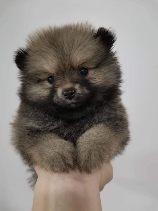 Pomeranec - Boo -Mali Pomeranski špic
