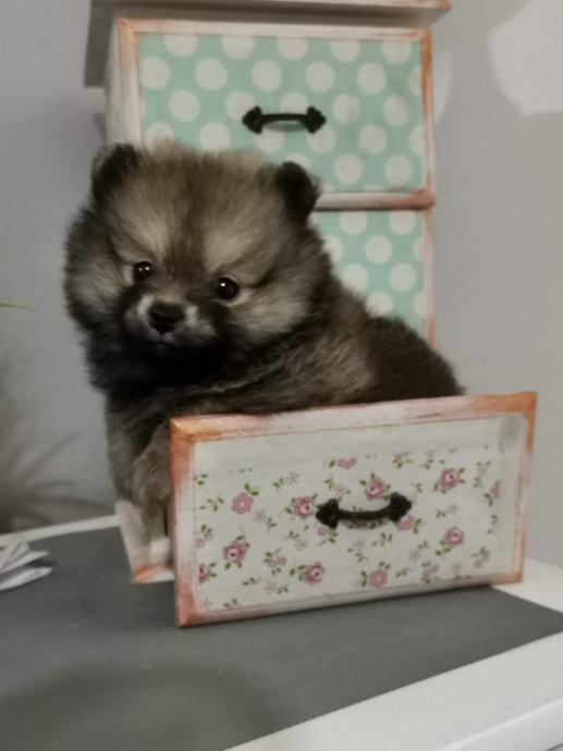 Pomeranec - Boo -Mali Pomeranski špic