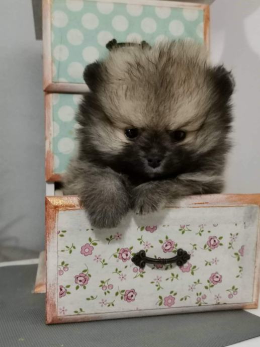 Pomeranec - Boo -Mali Pomeranski špic