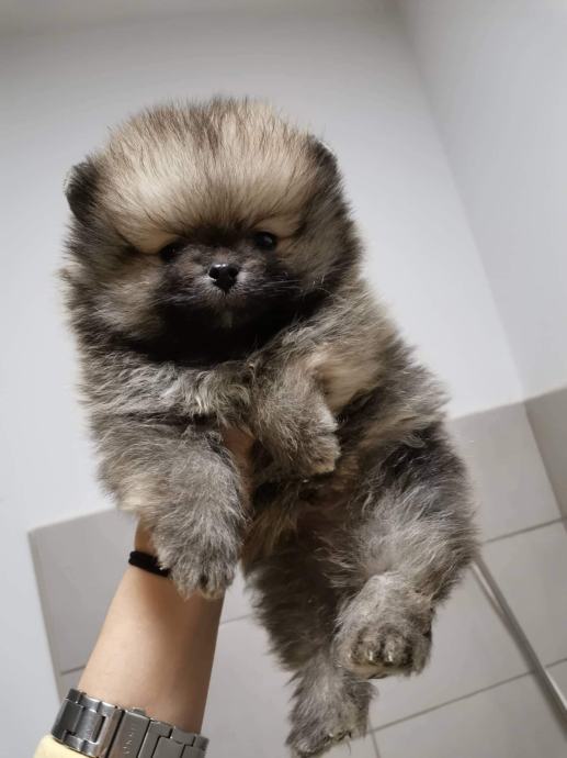 Pomeranec - Boo -Mali Pomeranski špic