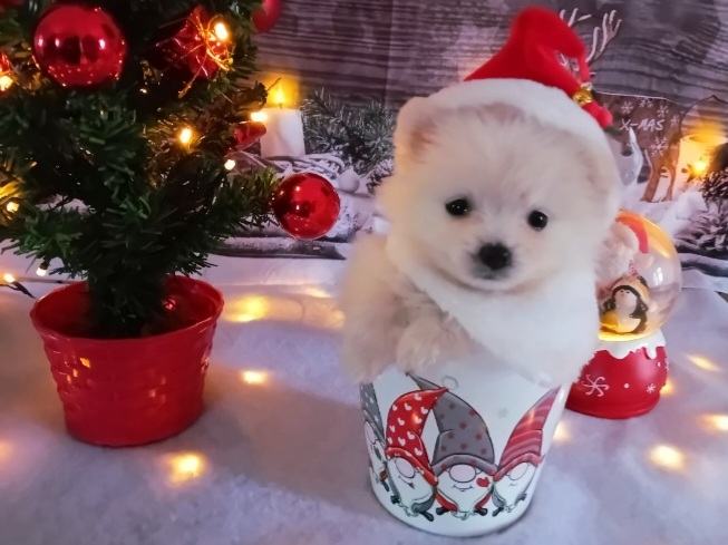 Pomeranec mini boo