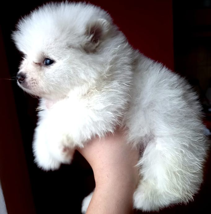 Pomeranec mini boo