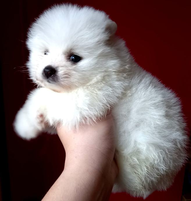 Pomeranec mini boo