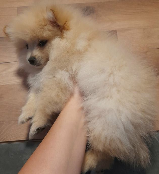 Pomeranec mini boo
