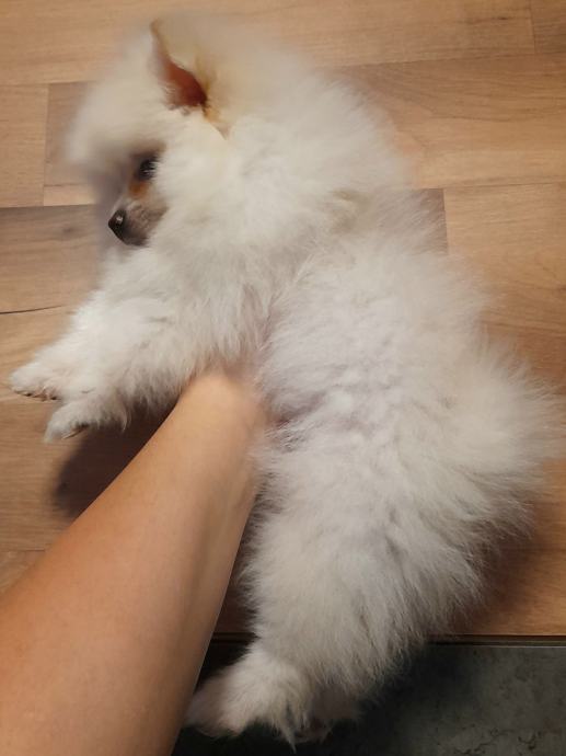 Pomeranec mini boo