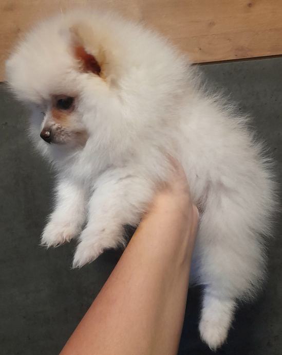 Pomeranec mini boo